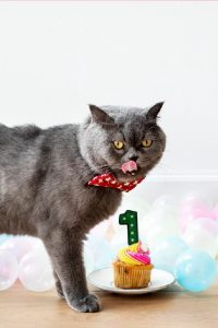 Aniversário de Gato: 37 Ideias Incríveis de Decoração | Revista Artesanato