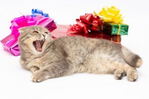 Aniversário de Gato: 37 Ideias Incríveis de Decoração | Revista Artesanato