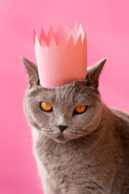 Aniversário de Gato: 37 Ideias Incríveis de Decoração | Revista Artesanato